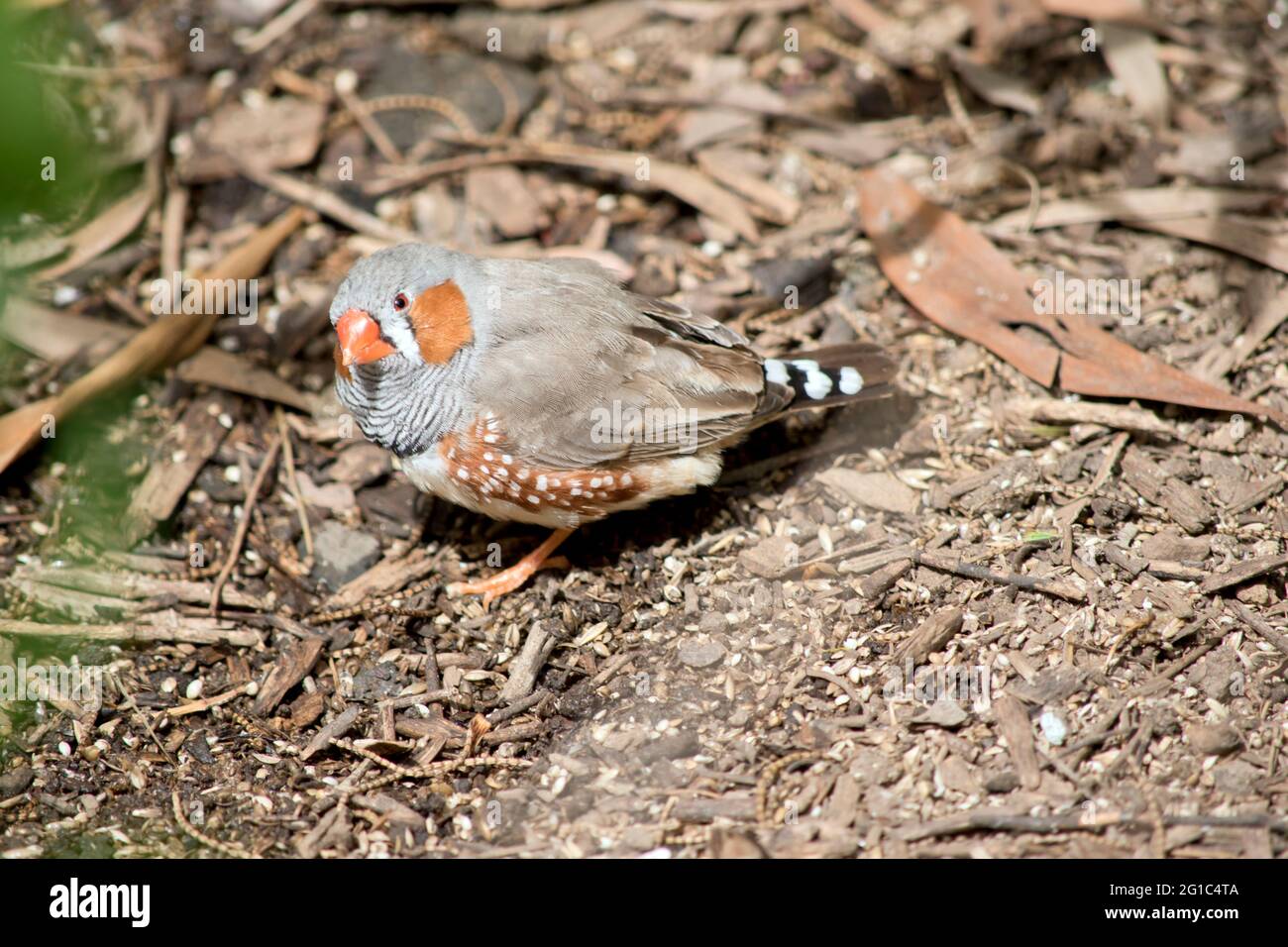 the zebra finch is a colorful bird with an orange beak, grey feather ...