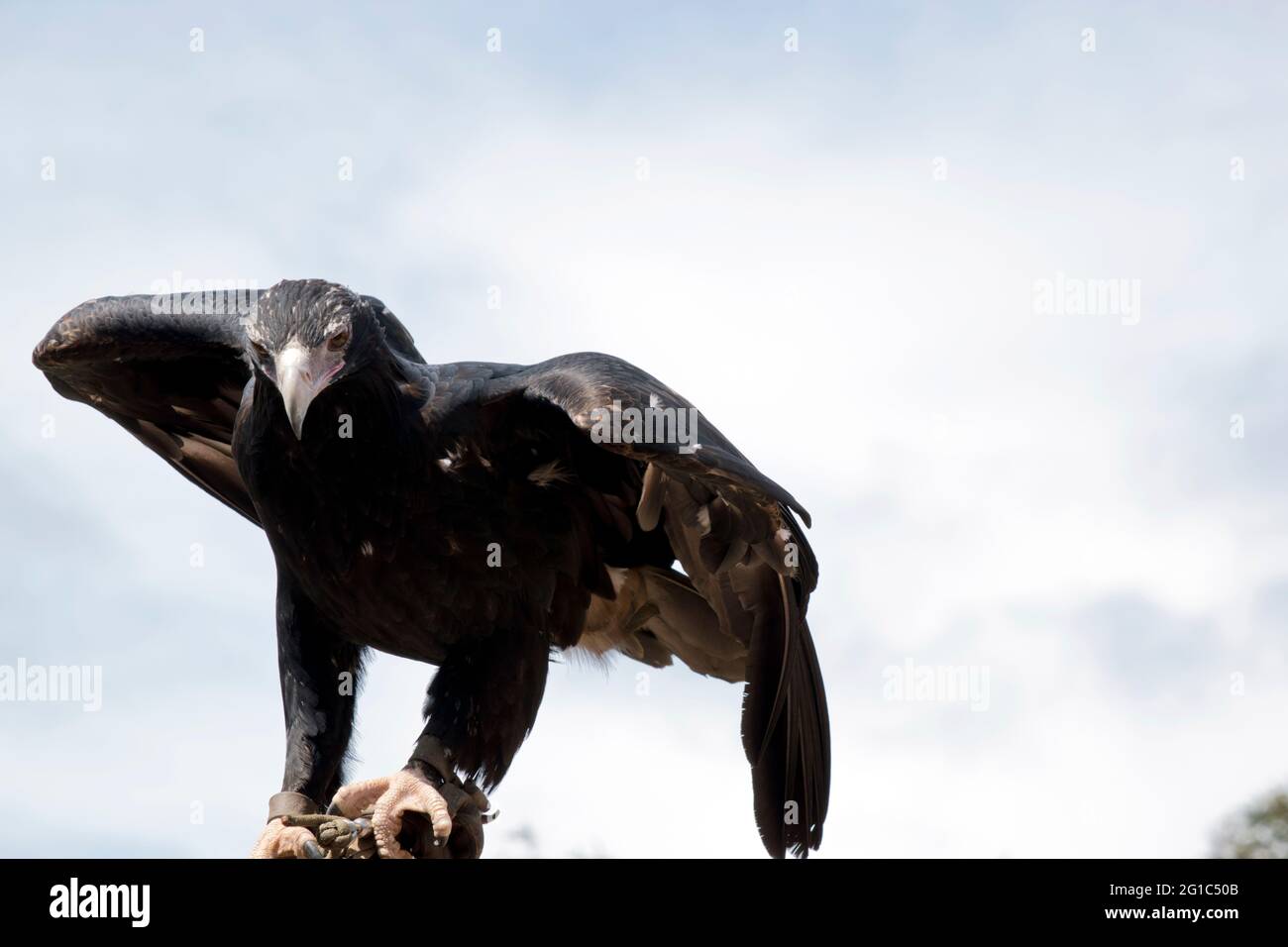 the wedge tailed eagle is balancing on a hand Stock Photo - Alamy