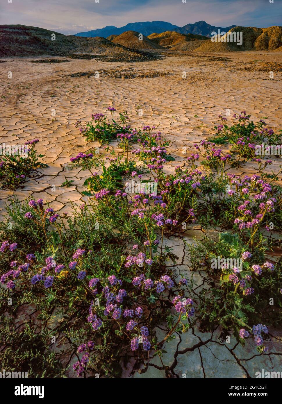 Notch Leaf Phacelia, Verde Wash, Anza-Borrego Desert State Park, San ...
