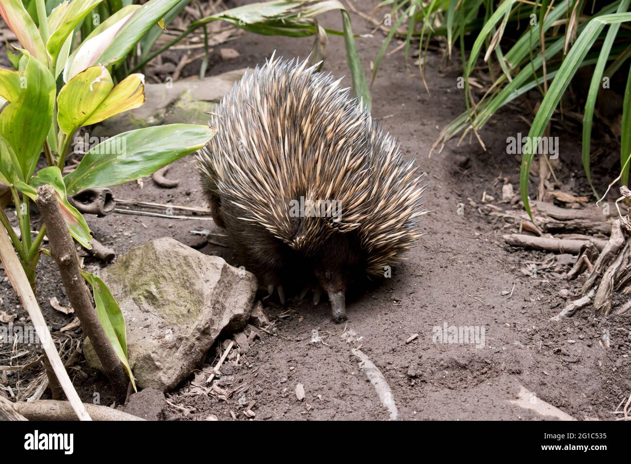the echidna has a long pointed nose that he uses to sniff out ants ...