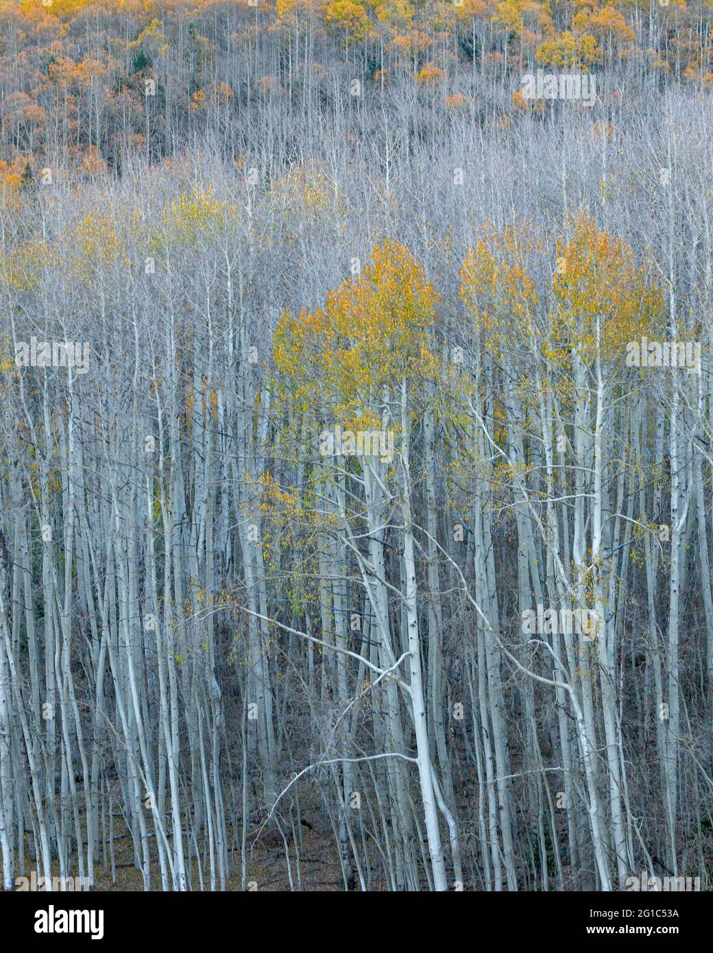 Aspen Stands High Resolution Stock Photography and Images - Alamy