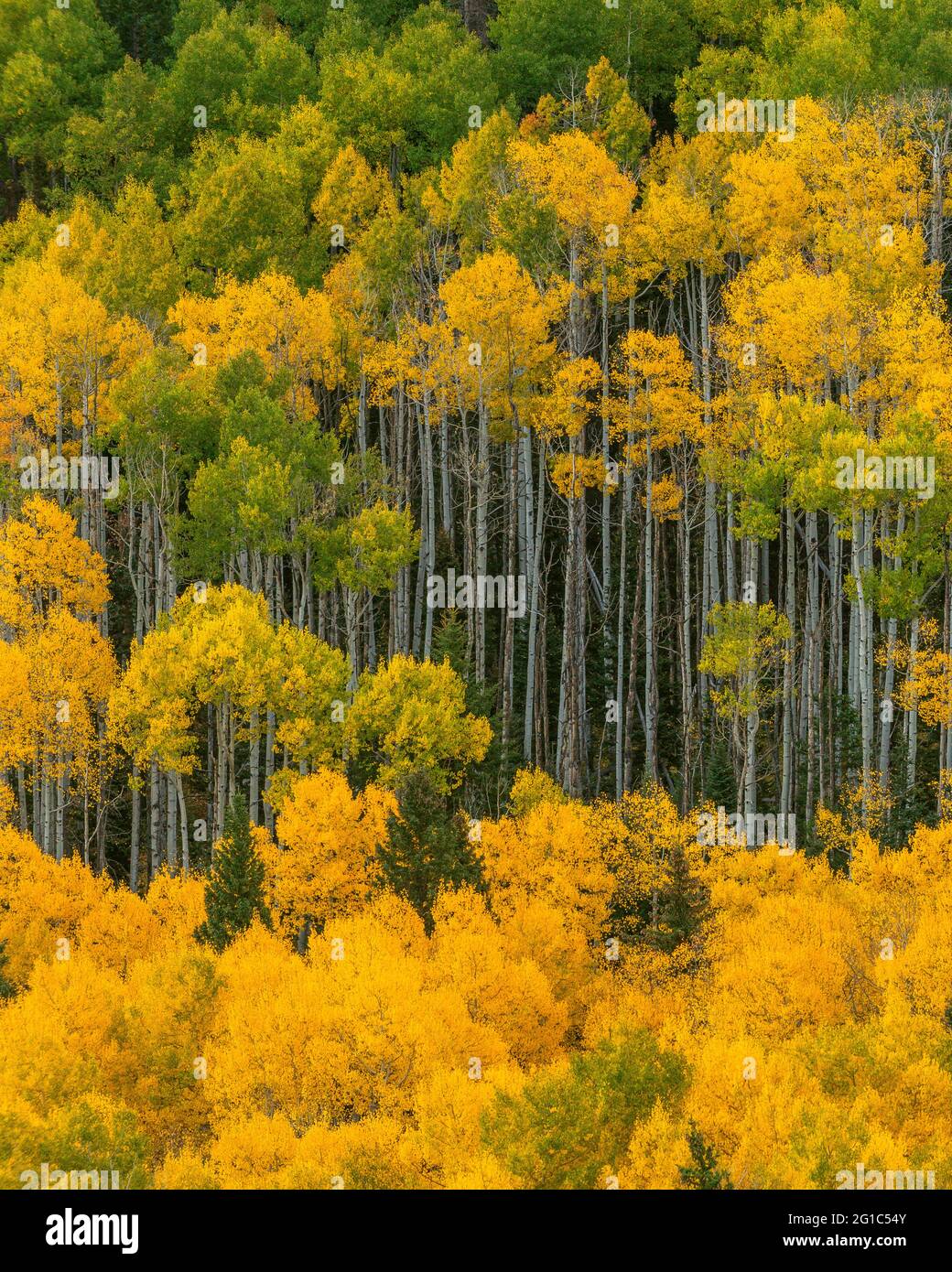 Aspen, Populus Tremula, Dallas Divide, Uncompahgre National Forest ...