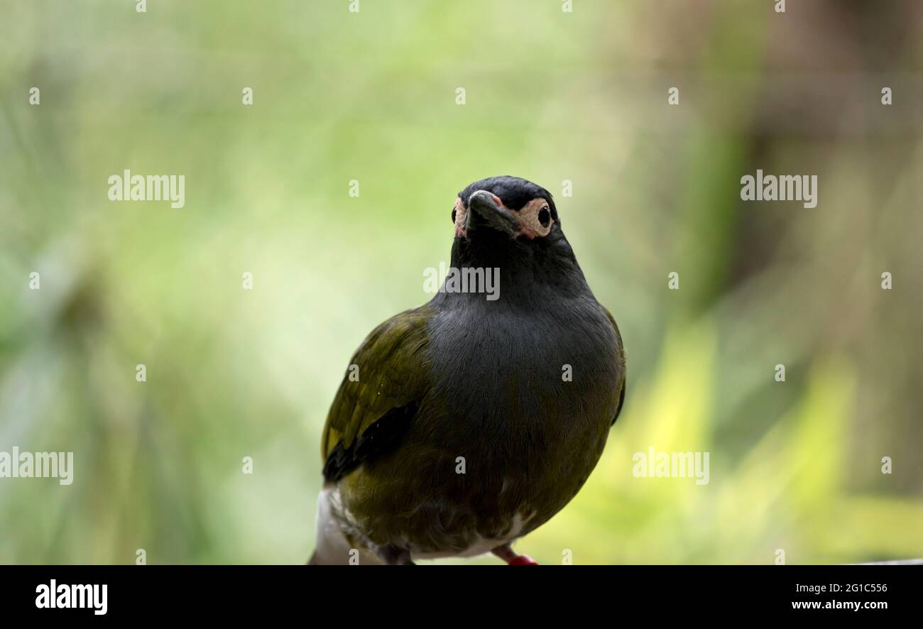Australian fig bird High Resolution Stock Photography and Images - Alamy