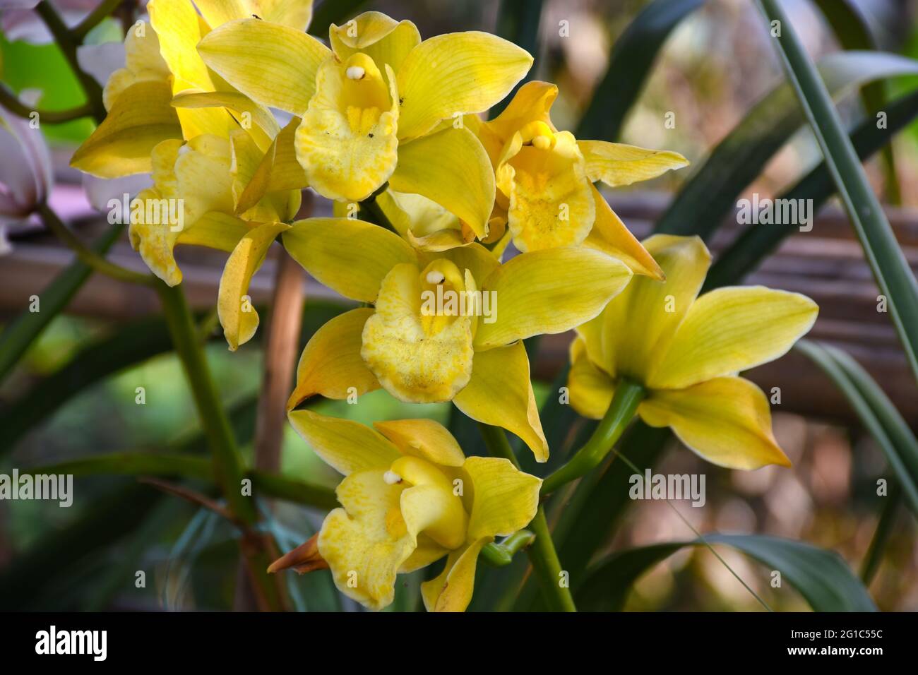 Yellow colour Cymbidium , commonly known as boat orchid Stock Photo - Alamy