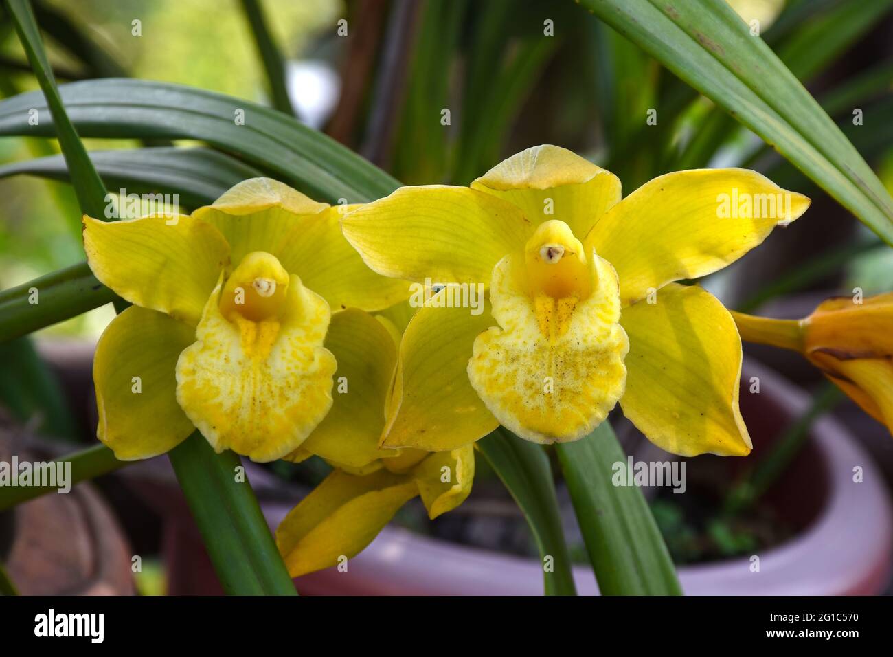 Yellow colour Cymbidium , commonly known as boat orchid Stock Photo - Alamy