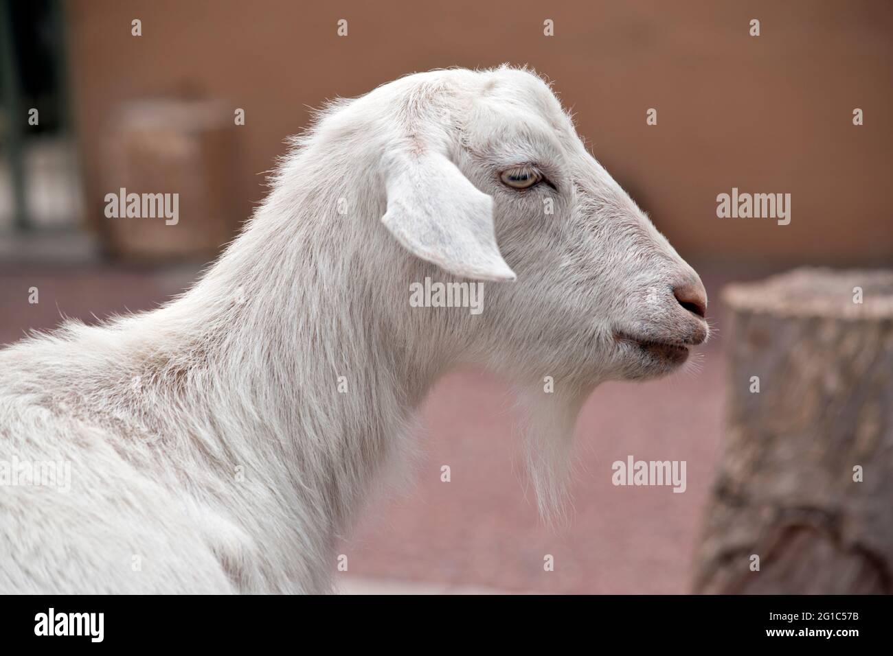 this is a side view of a white goat Stock Photo - Alamy