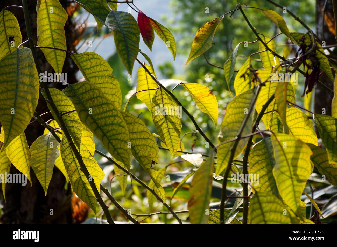 Phellodendron hi-res stock photography and images - Alamy