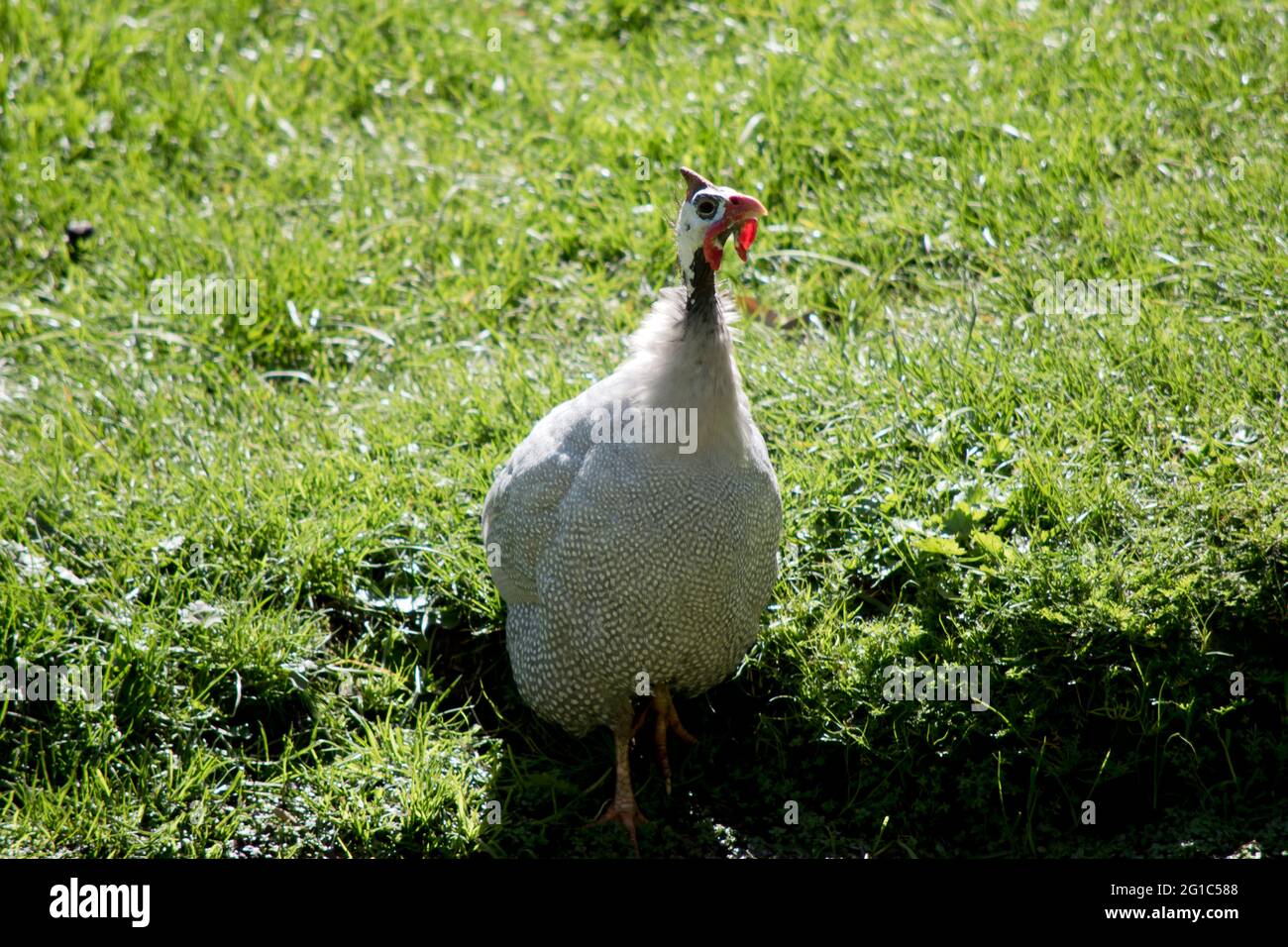 the helmeted guinea fowl has white spots, grey body, red beak, white ...