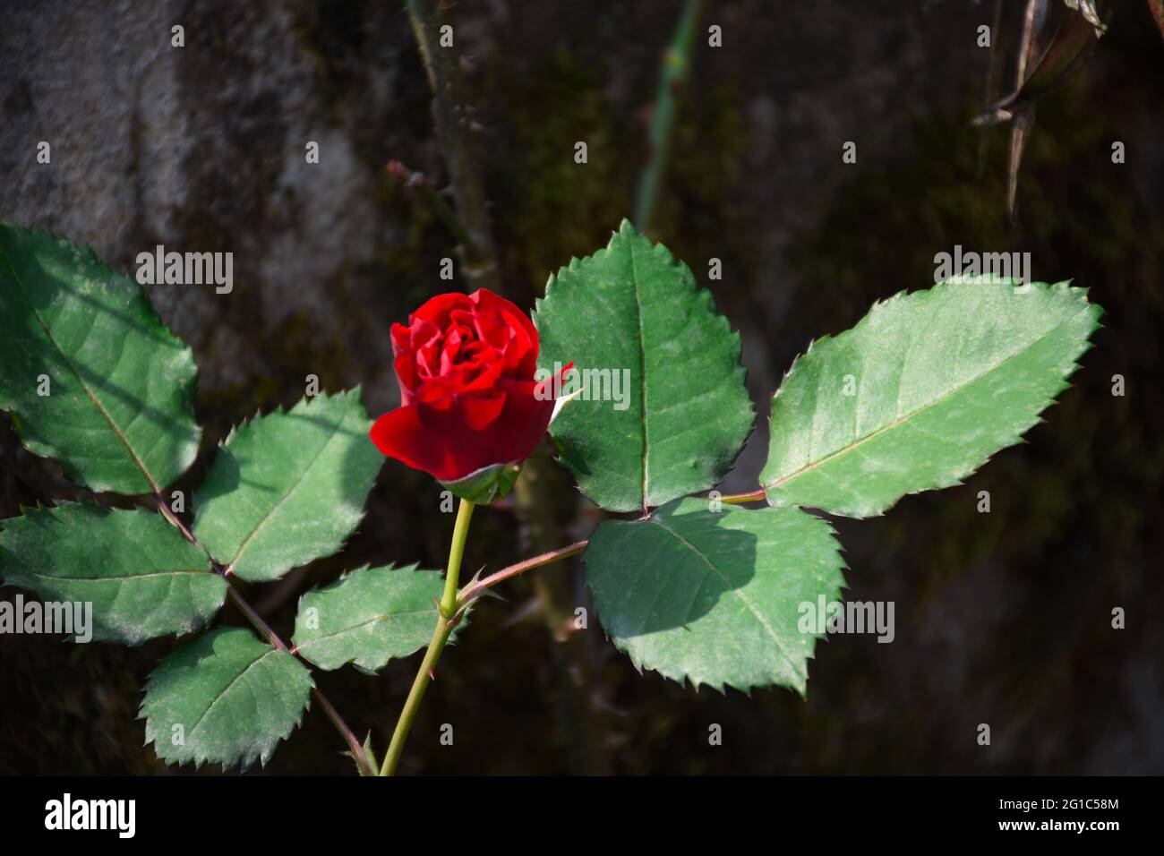 Red rose with leaves hi-res stock photography and images - Alamy