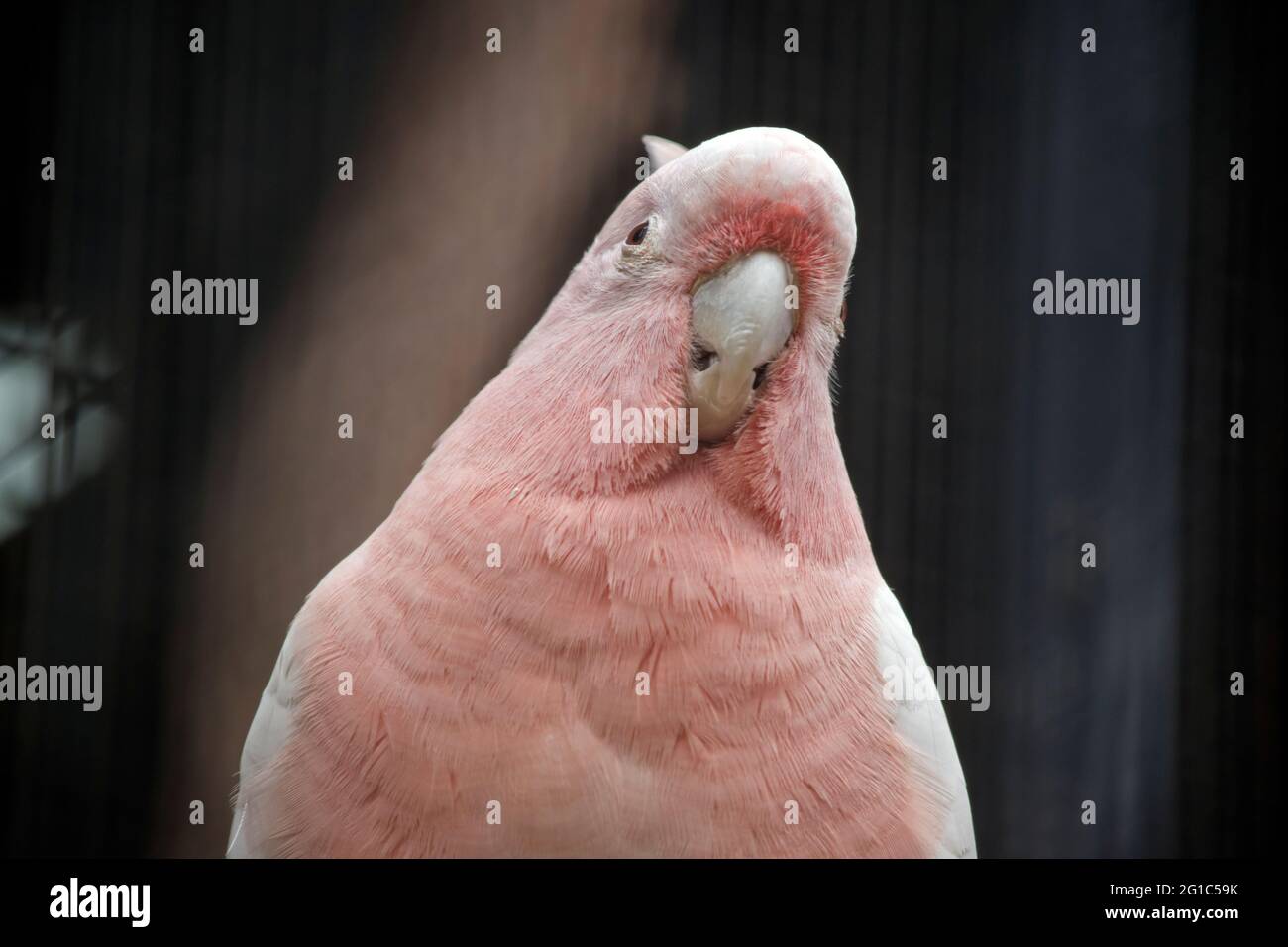 Major mitchell hi-res stock photography and images - Alamy