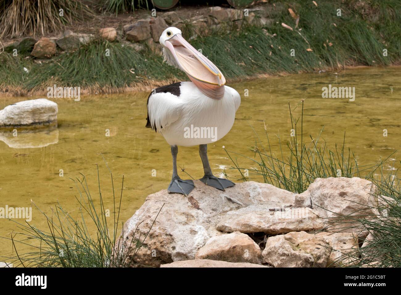 the Australian pelican is white with a long pink bill Stock Photo - Alamy