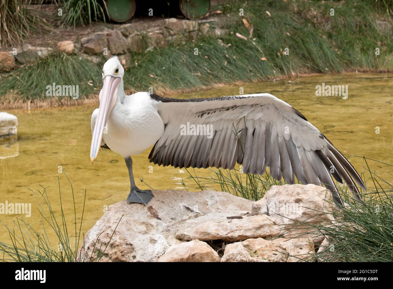 Australian white pelican hi-res stock photography and images - Alamy
