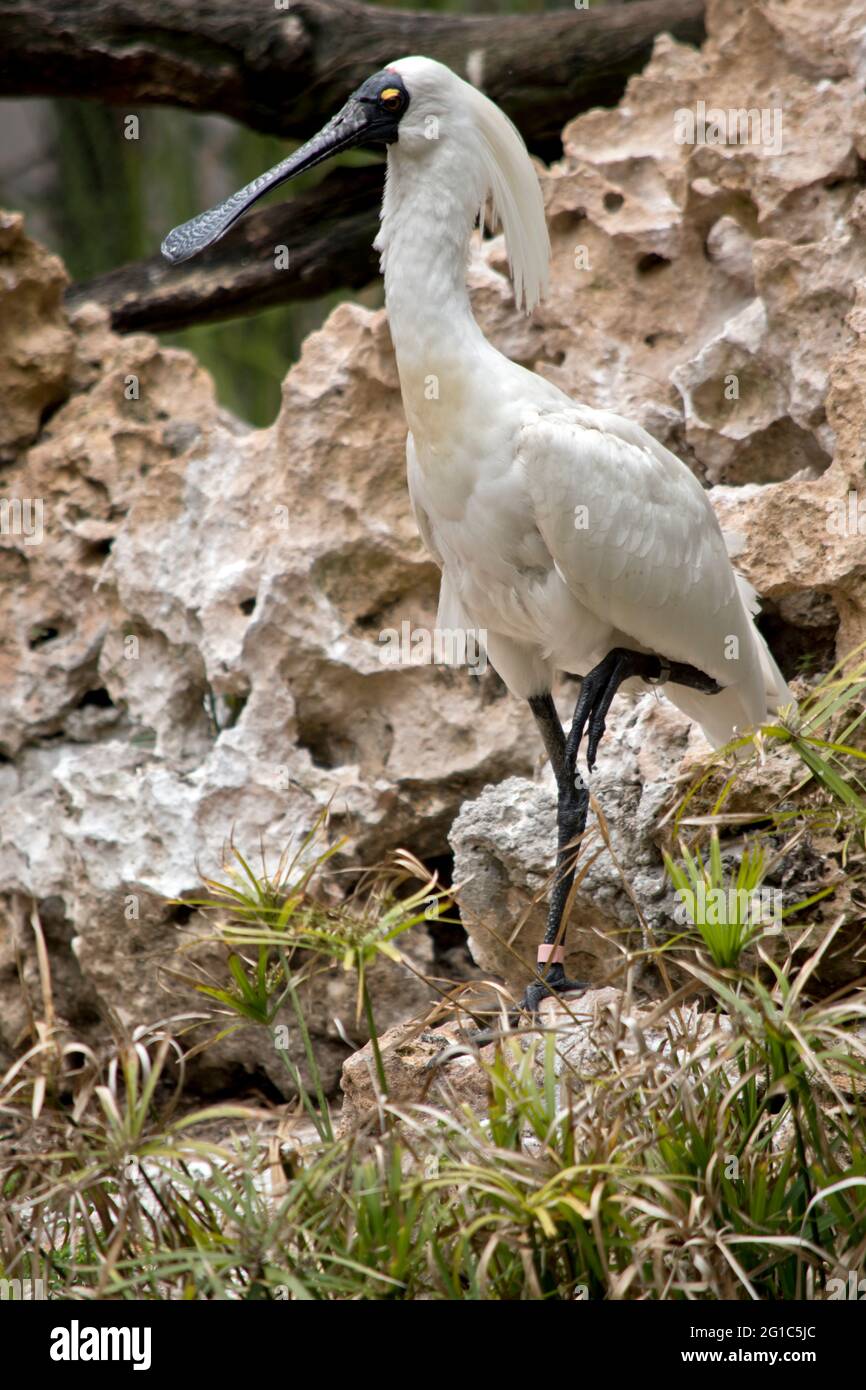 the royal spoonbill is standing on one leg Stock Photo - Alamy