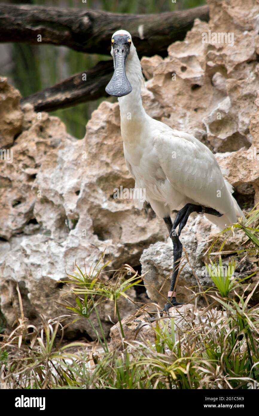 the royal spoonbill is standing on one leg Stock Photo - Alamy