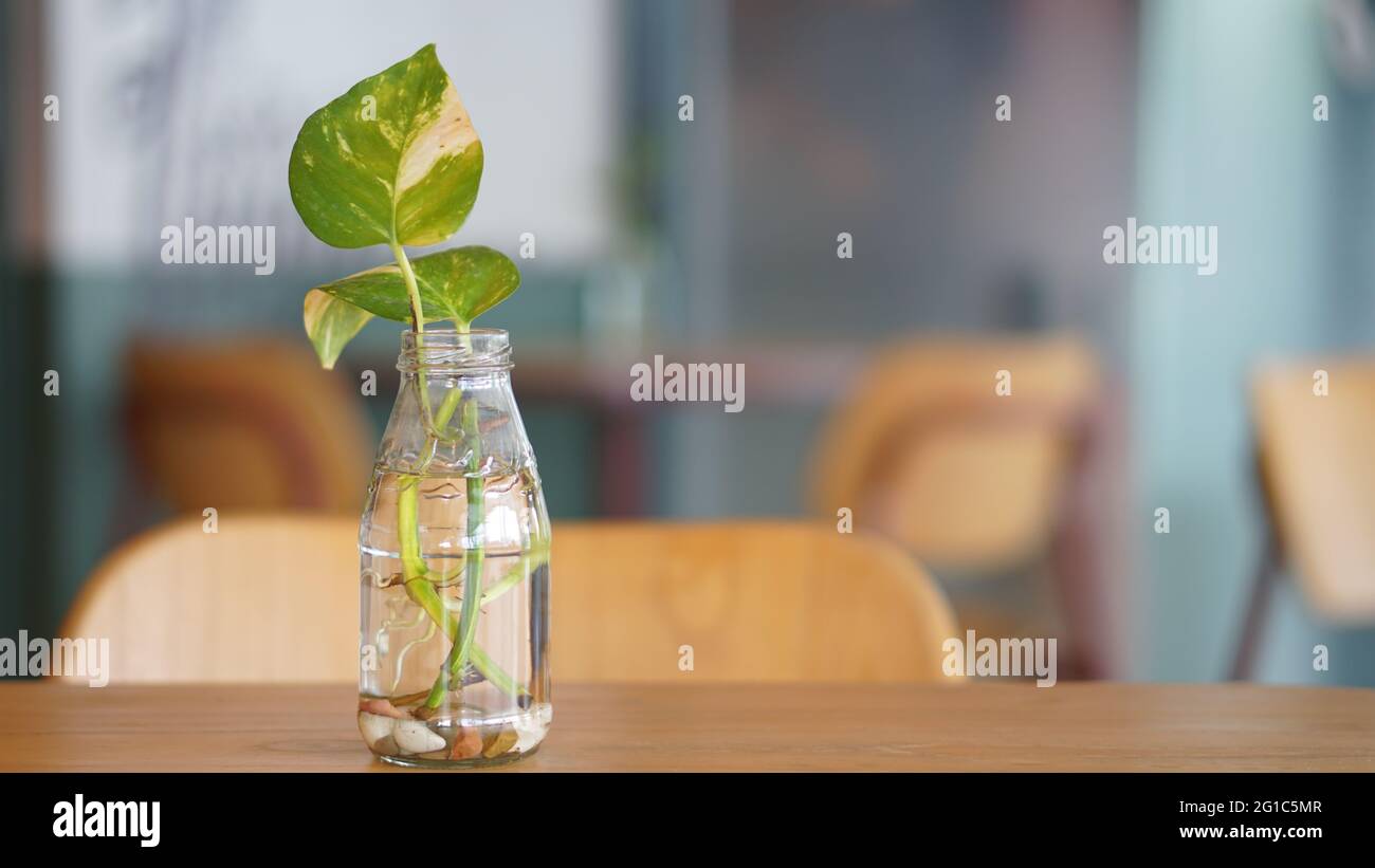 Interior plant table hi-res stock photography and images - Alamy