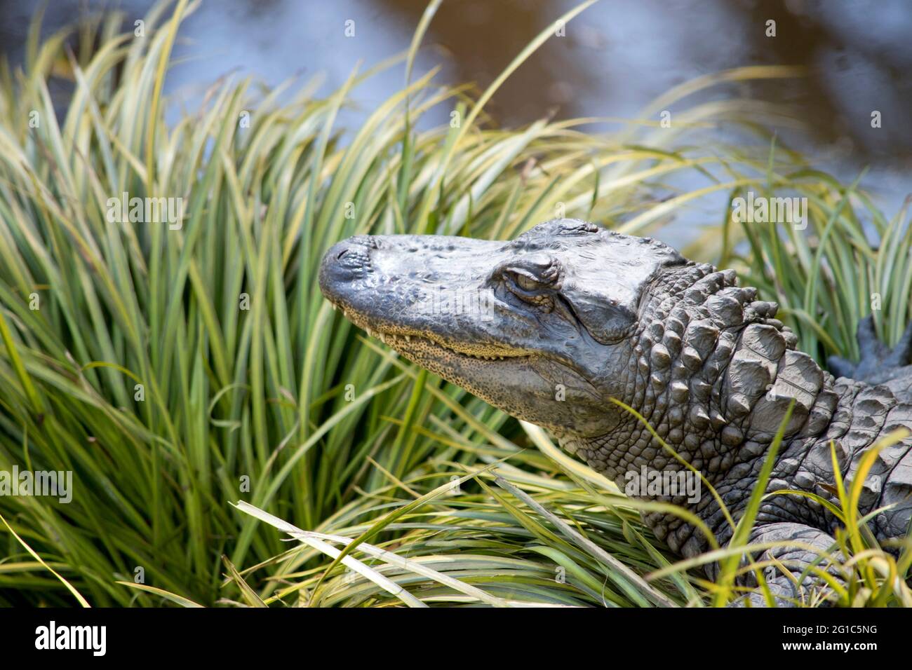 the alligator is waiting for prey to eat Stock Photo - Alamy