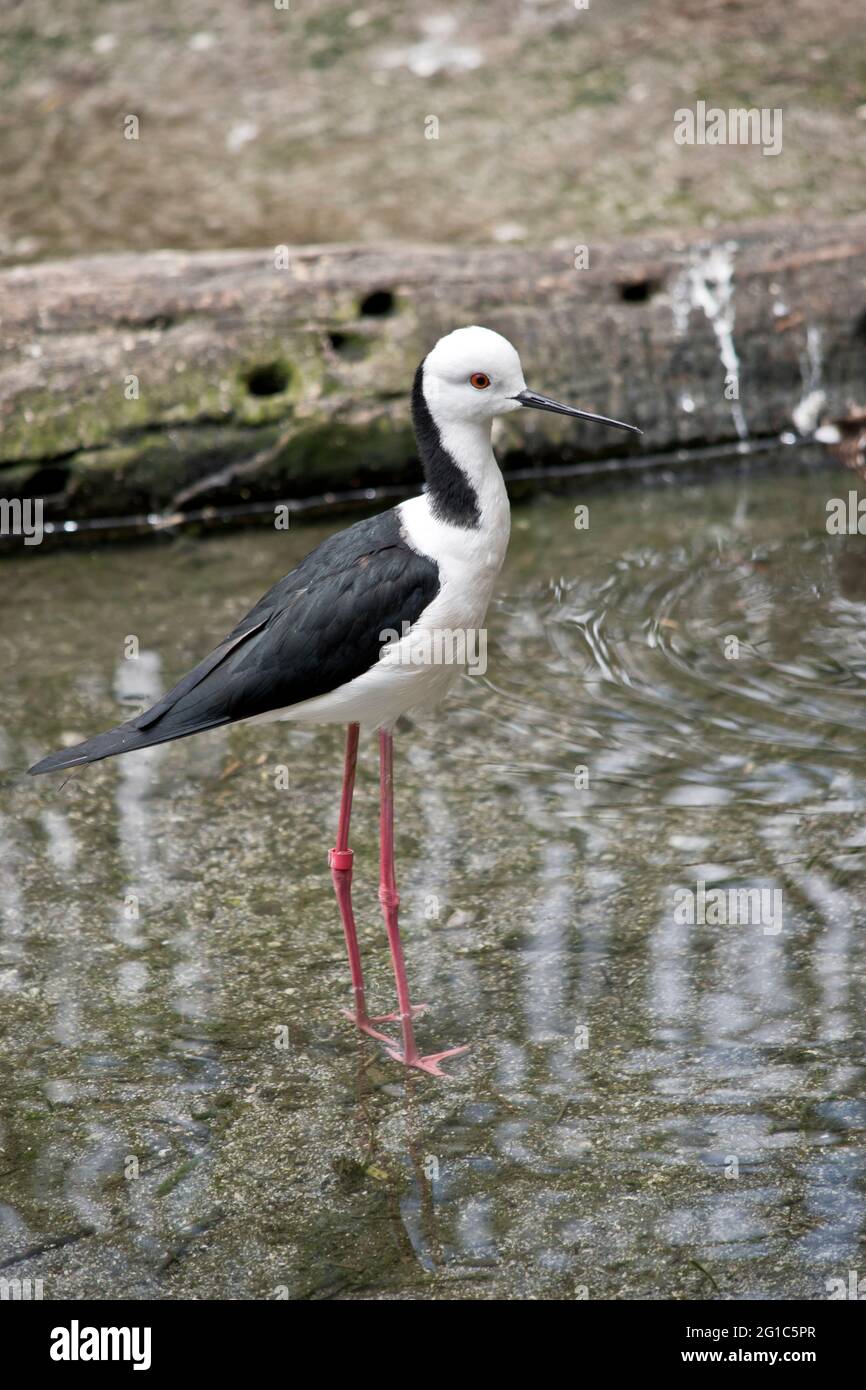 the black winged stilt is looking for food in the water Stock Photo - Alamy