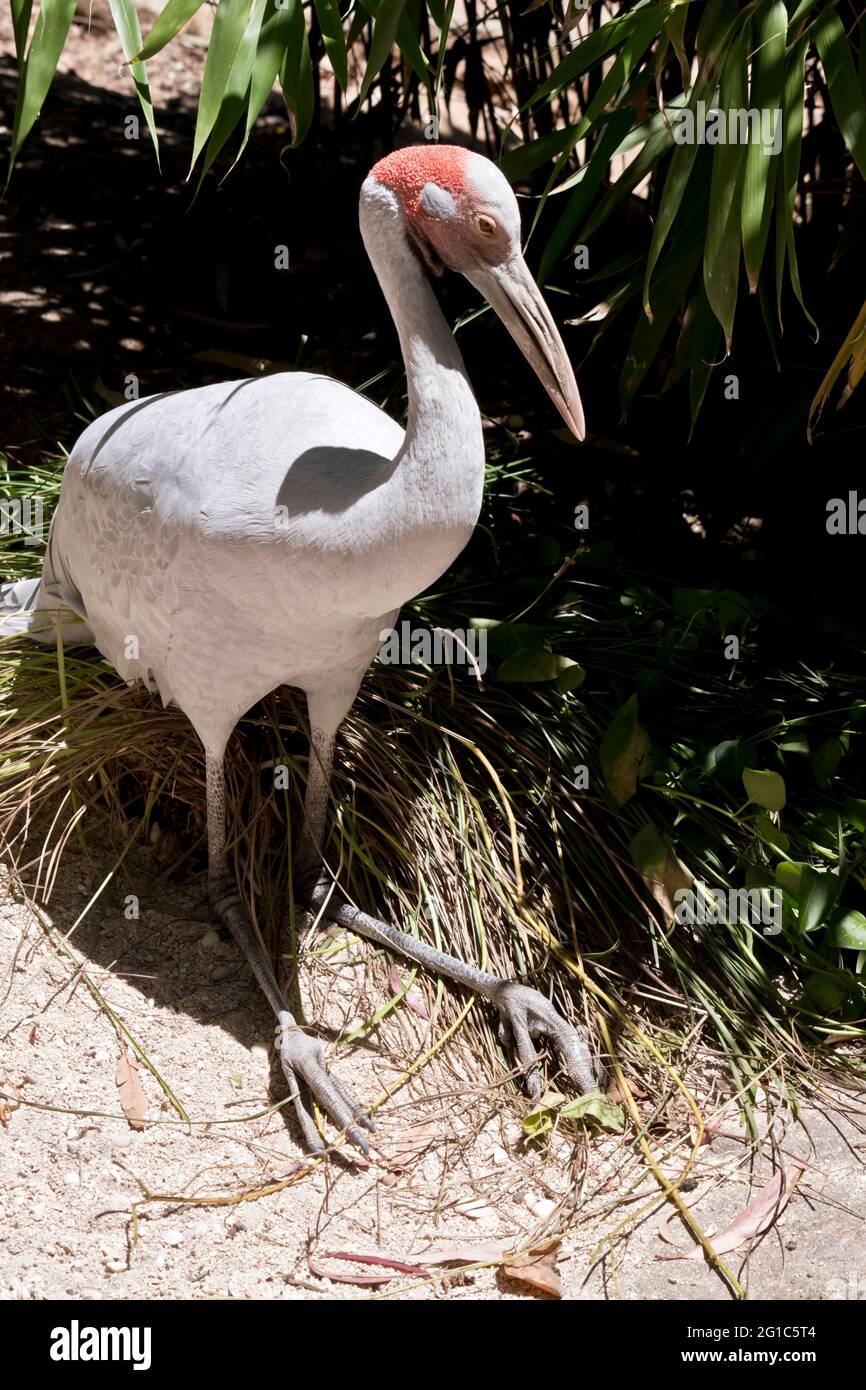 Brolga hi-res stock photography and images - Alamy