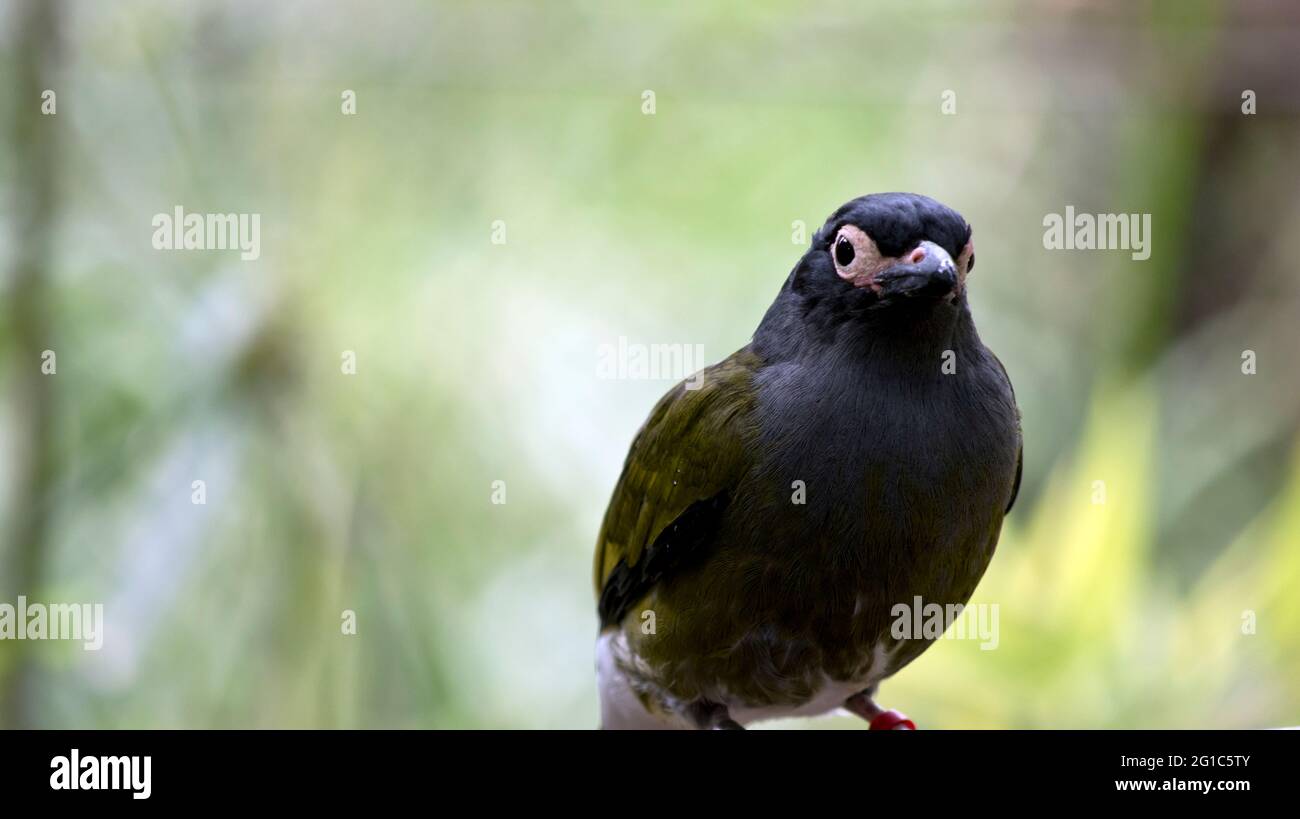 Australian fig bird hi-res stock photography and images - Alamy