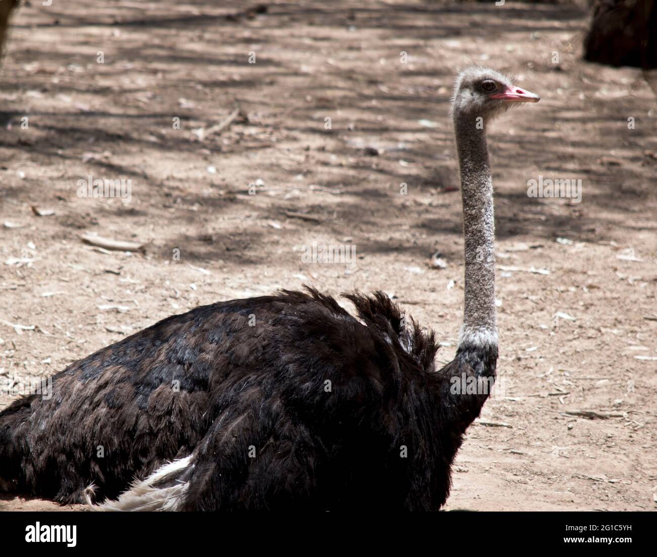 then ostrich is sitting resting on the ground Stock Photo - Alamy
