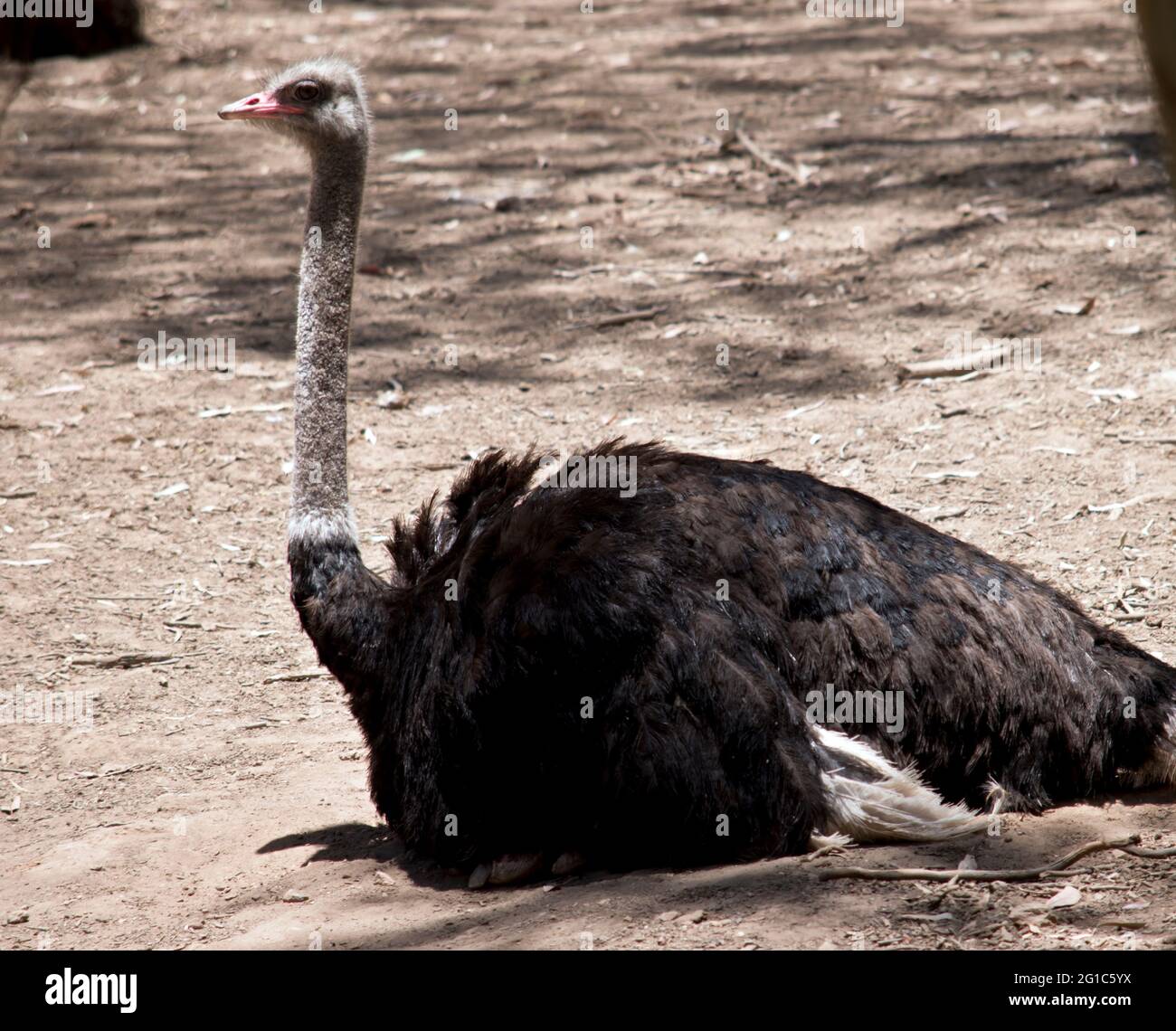 the ostrich is resting on the ground Stock Photo - Alamy
