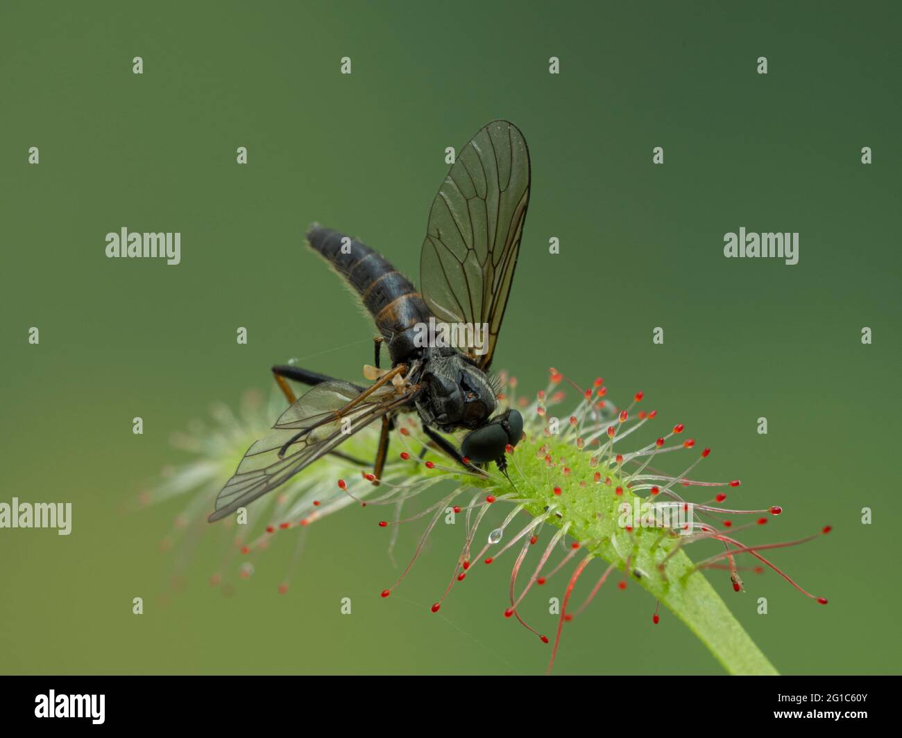 Cape sundew plant hi-res stock photography and images - Alamy