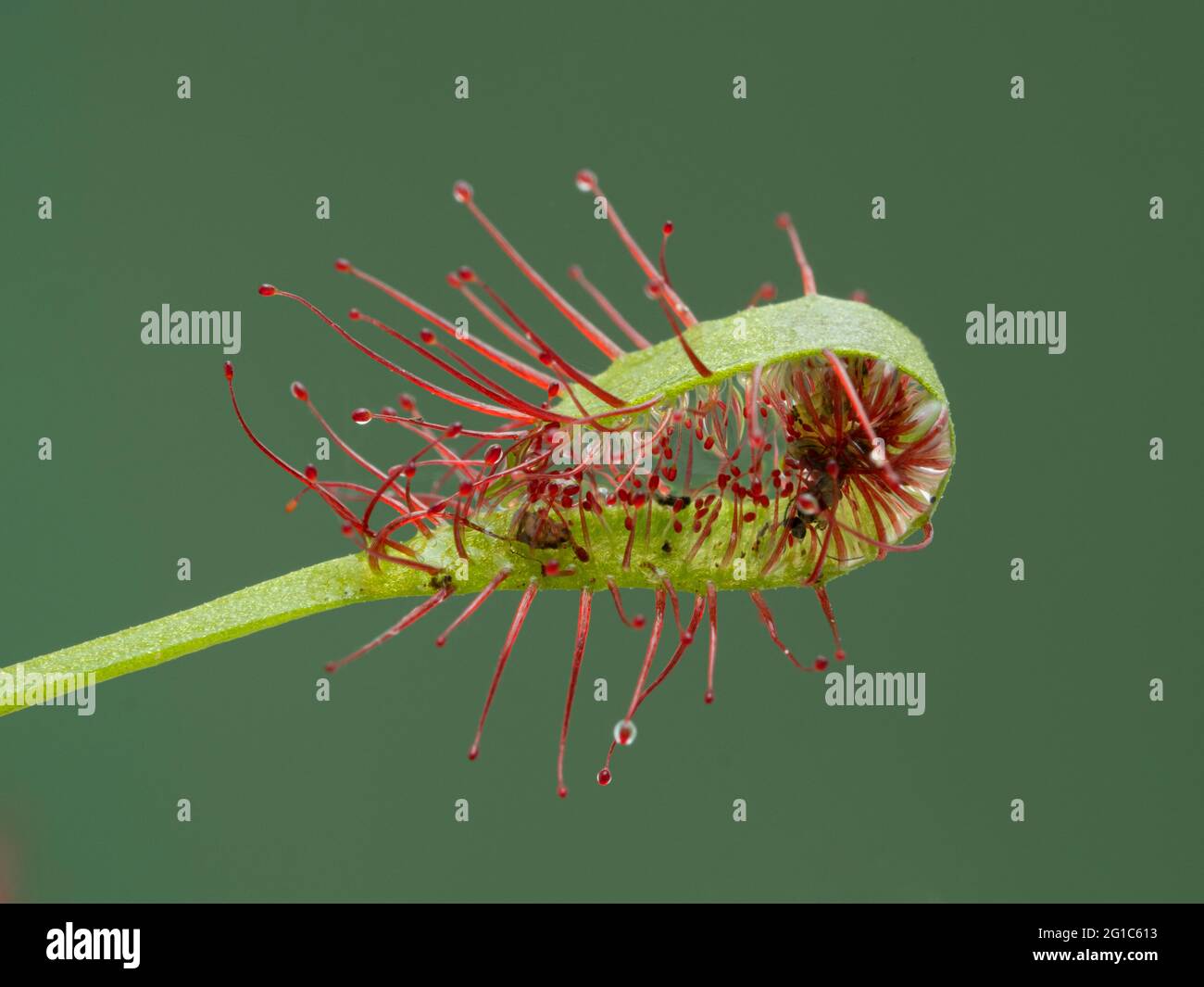 Sundew Plant Diagram