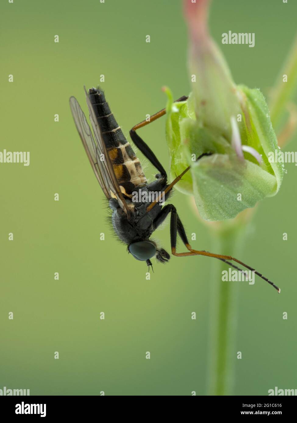 male snipe fly, Rhagio species, hanging upside-down under a flower ...