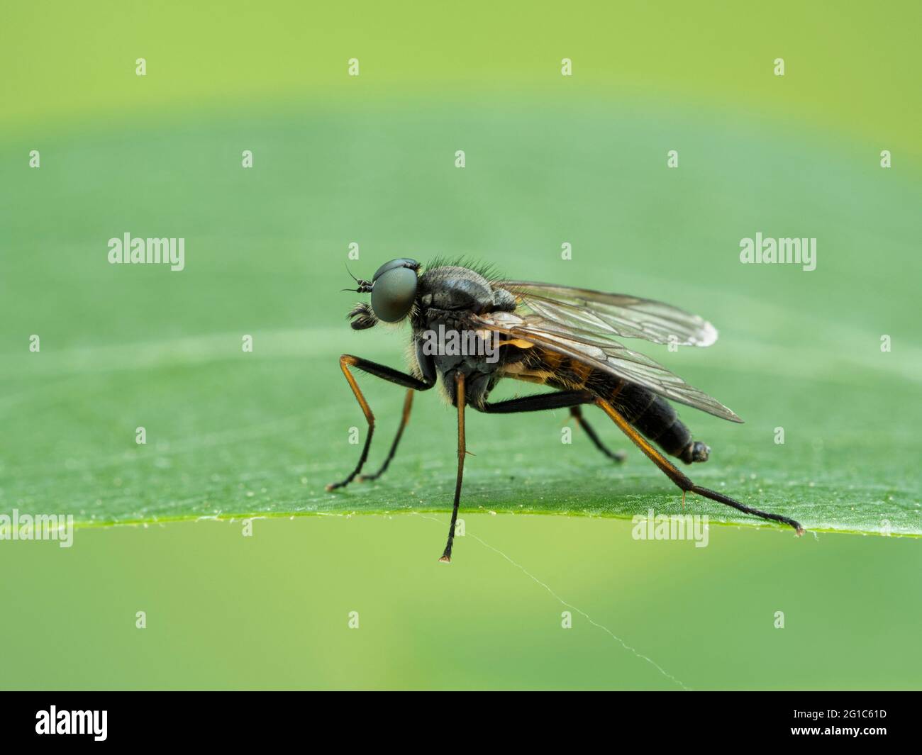 close-up of a male snipe fly, Rhagio species, resting on the edge of a ...
