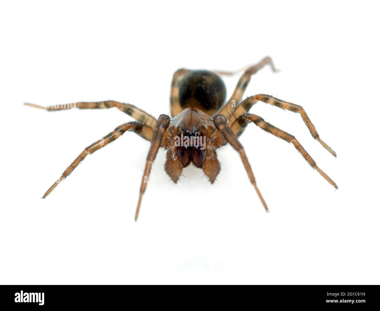 Pedipalps hi-res stock photography and images - Alamy