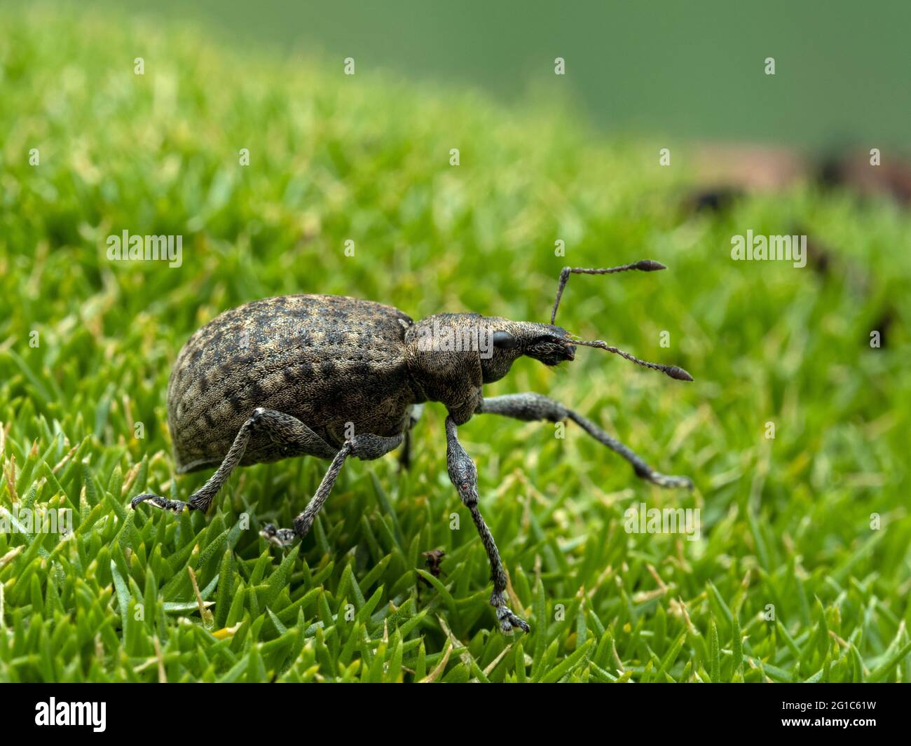 Cute, fat European weevil (Liophloeus tessulatus) walking across a ...