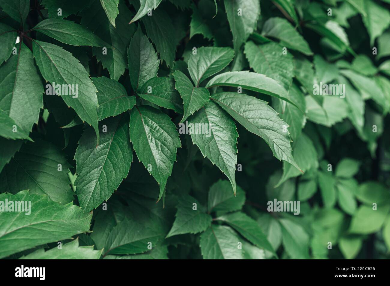 Texture of many fresh beautiful leaves of green wild grape. Natural ...