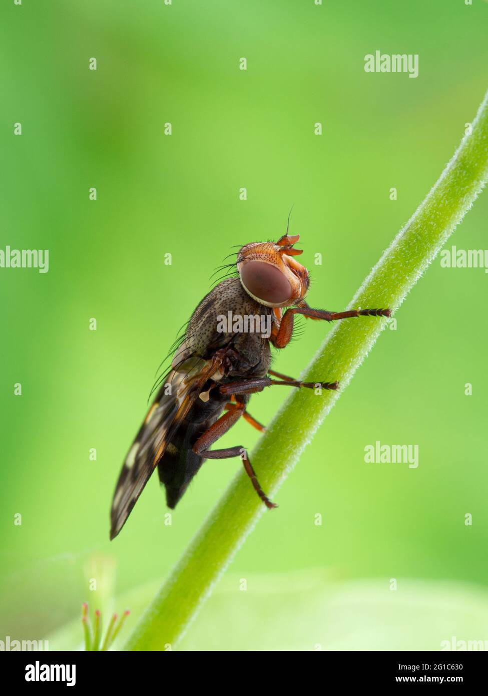 colorful picture-winged fly, Ulidiidae species, resting on a plant stem ...