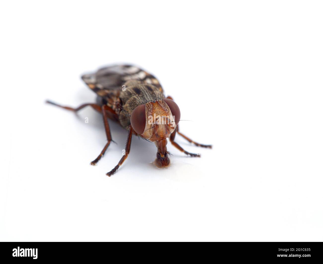 very close-up image of the face of a picture-winged fly, Ulidiidae ...