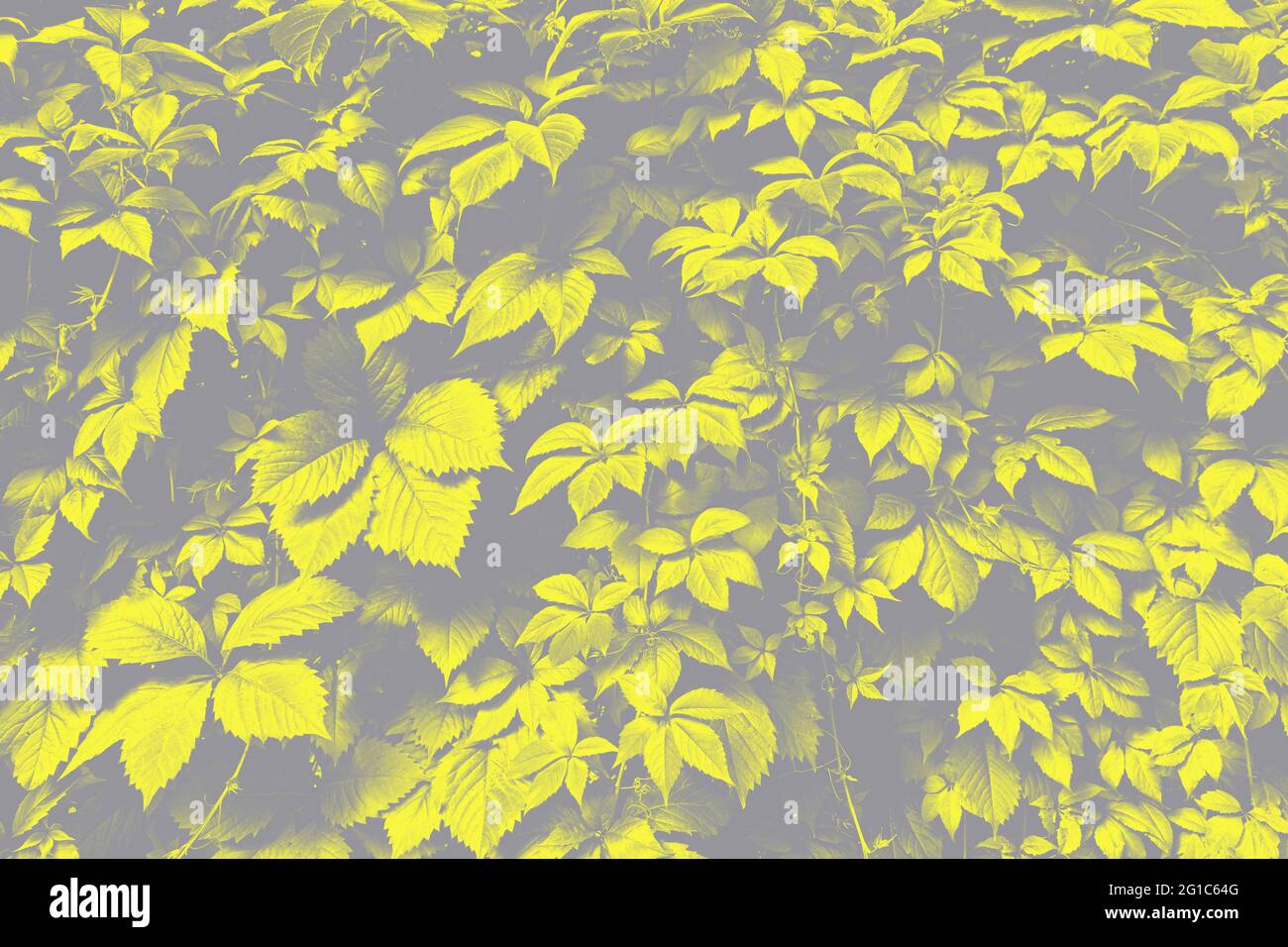 Texture of many fresh beautiful leaves of green wild grape. Trendy ...