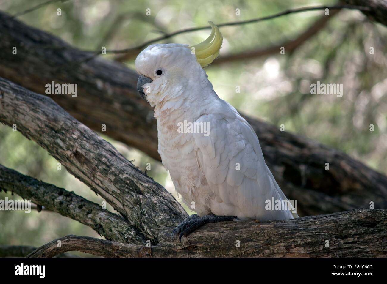 this is a side view of a sulphur crested cockatoo Stock Photo - Alamy