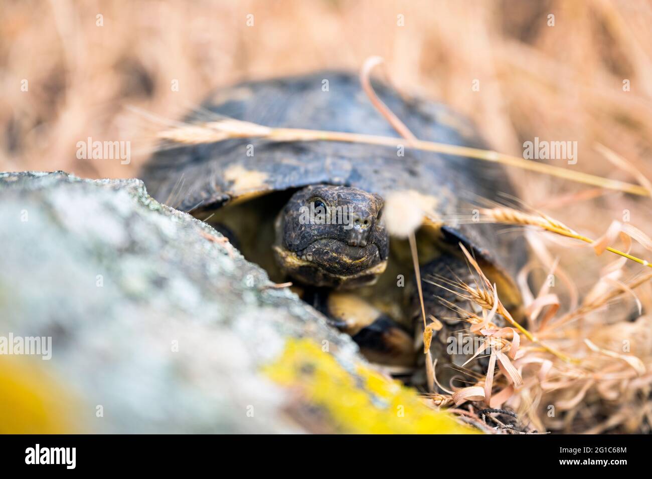 (Selective focus) Stunning view of a Sardinian Marginated Tortoise ...