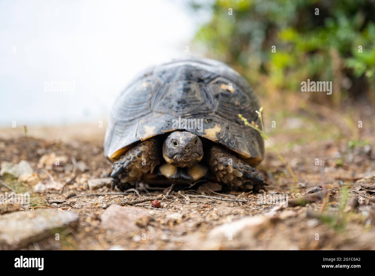 Territorial tortoise hi-res stock photography and images - Alamy