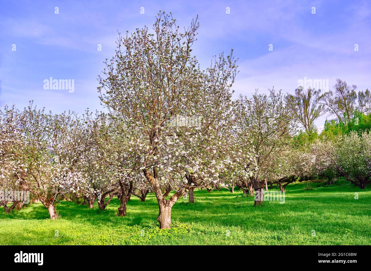 Blooming apple orchard in the spring season Stock Photo - Alamy