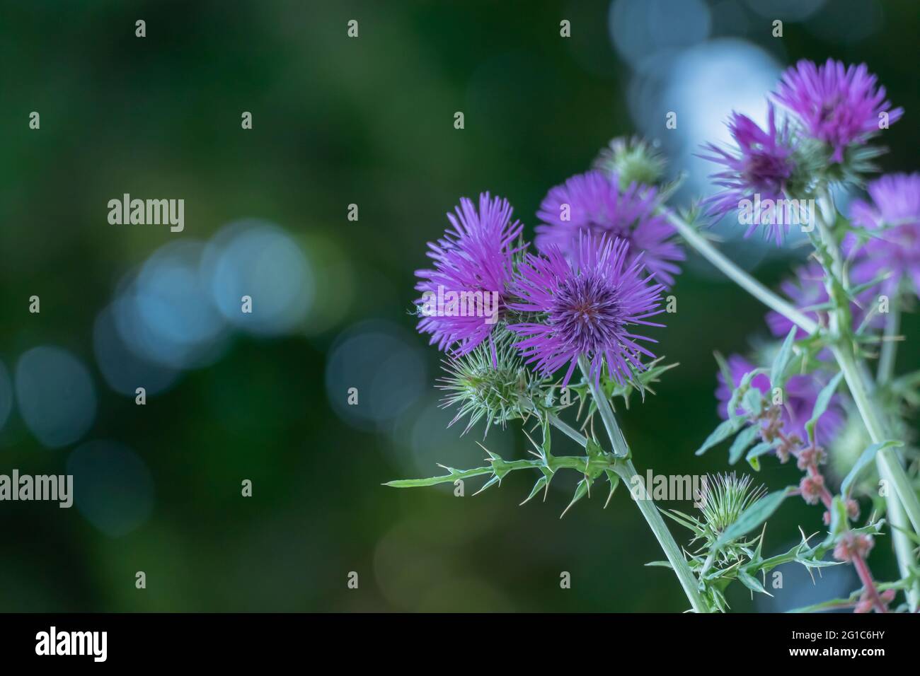 Thistle backgrounds hi-res stock photography and images - Alamy