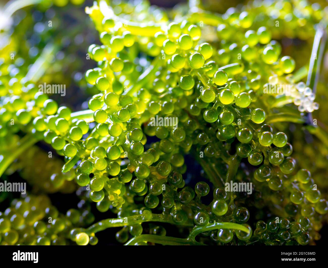 Underwater Sea Grapes