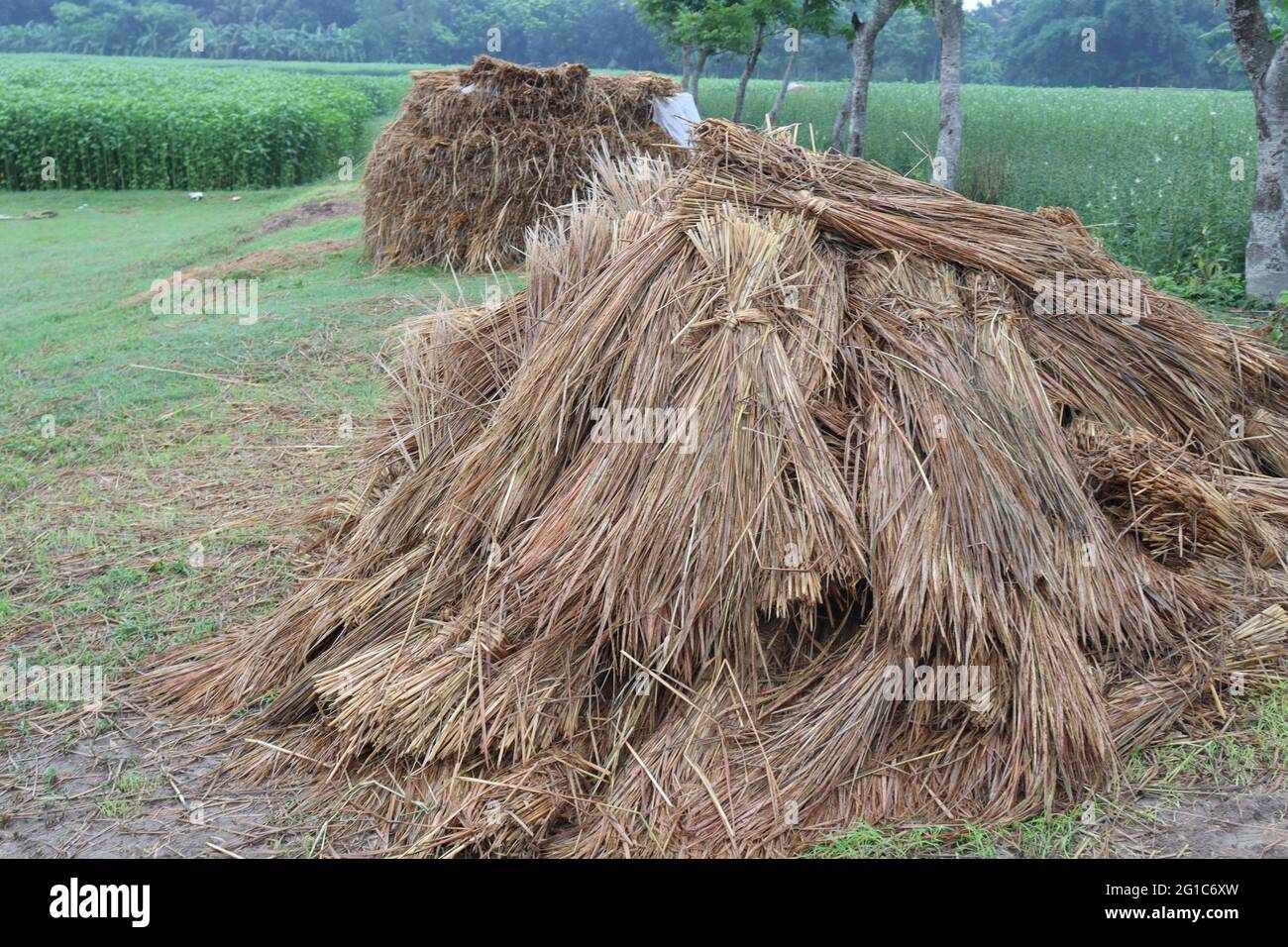 dry paddy tree stock on farm for cow eat Stock Photo - Alamy