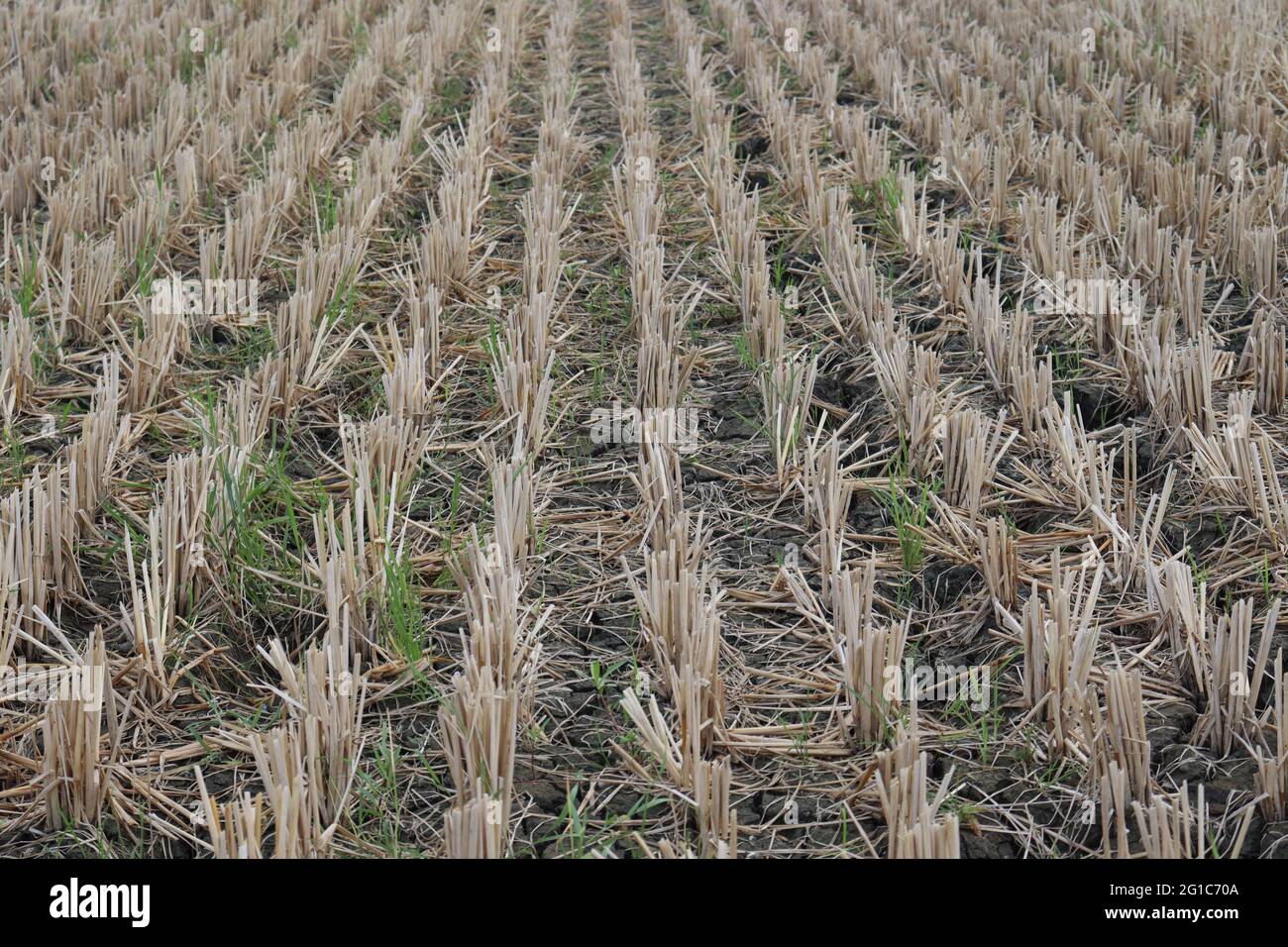 a paddy farm closeup after cutting the paddy tree Stock Photo - Alamy
