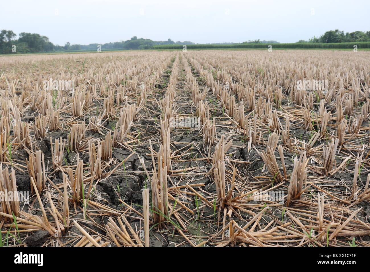 a paddy farm closeup after cutting the paddy tree Stock Photo - Alamy