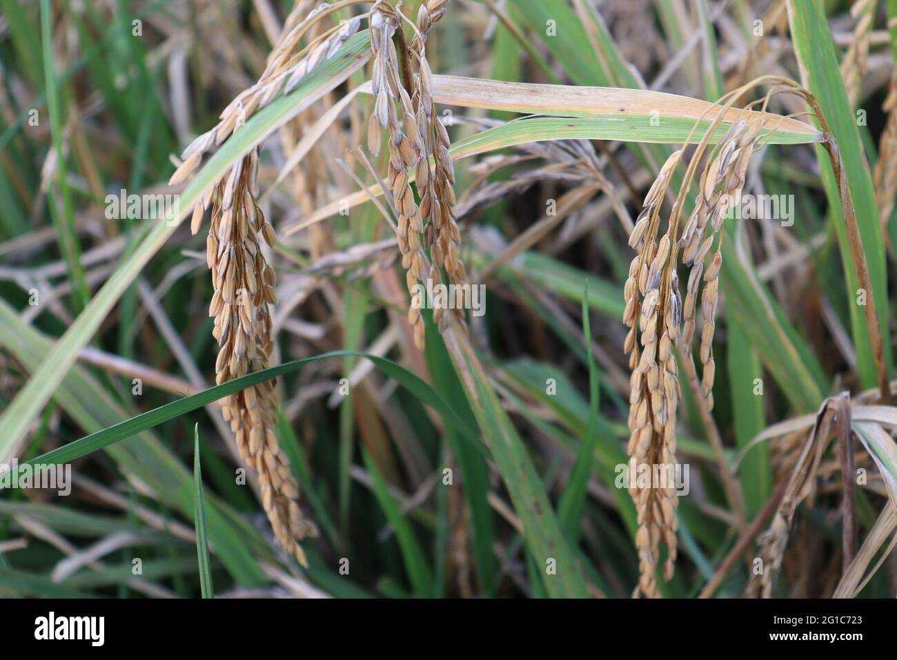 ripe paddy farm on field for harvest and sell Stock Photo - Alamy