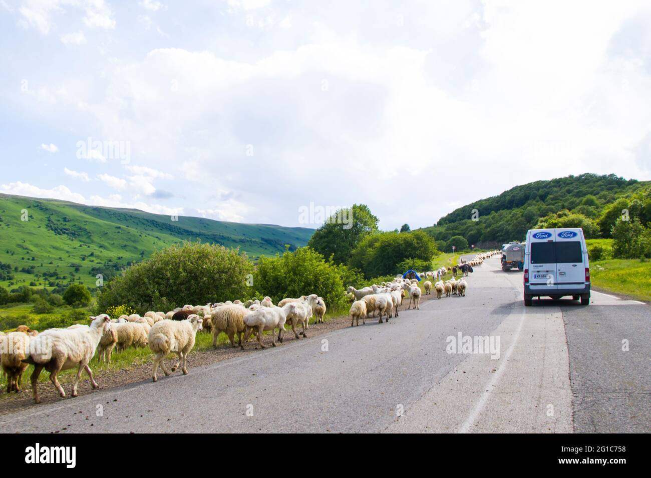 Domestic farm animals on the highway and road, moving flock Stock Photo ...