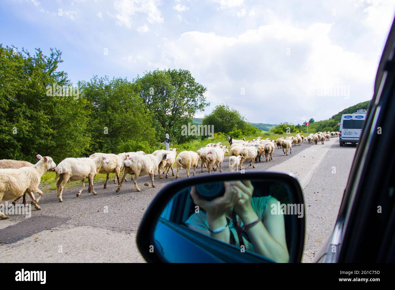 Domestic farm animals on the highway and road, moving flock Stock Photo ...