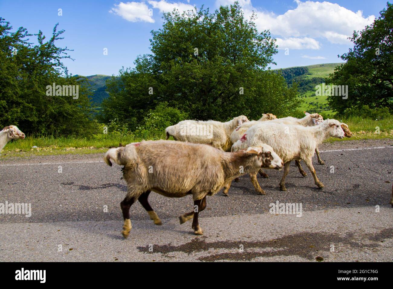 Domestic farm animals on the highway and road, moving flock Stock Photo ...