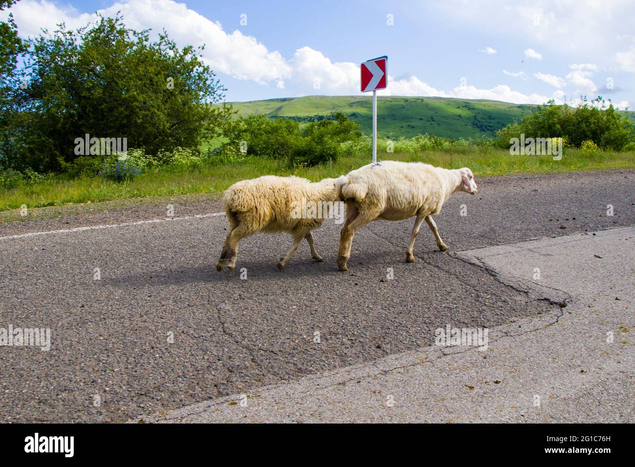 Domestic farm animals on the highway and road, moving flock Stock Photo ...