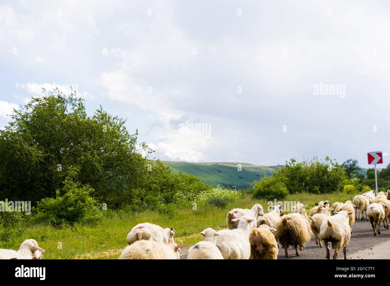 Domestic farm animals on the highway and road, moving flock Stock Photo ...